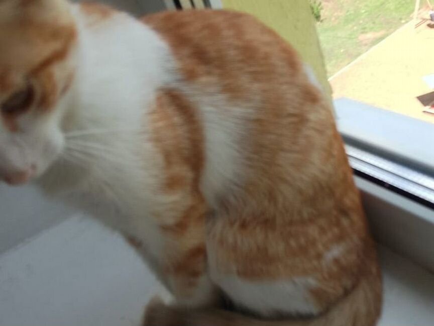 Котенок в добрые руки