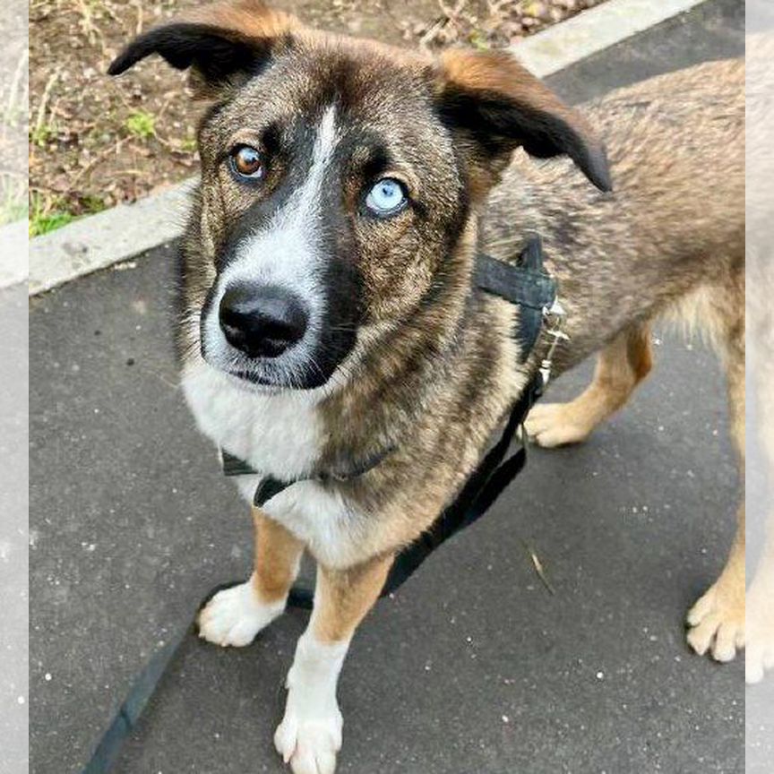 Щенок в добрые руки