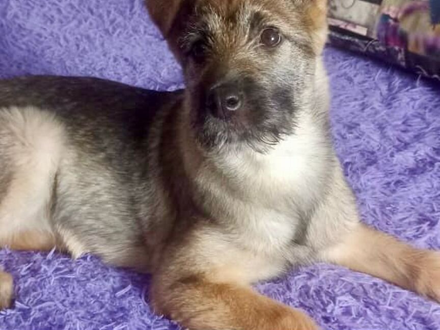 Щенок девочка стерилизована, 5 мес