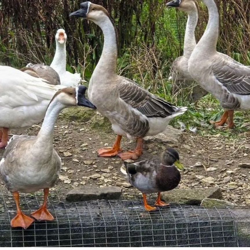 Утки, гуси