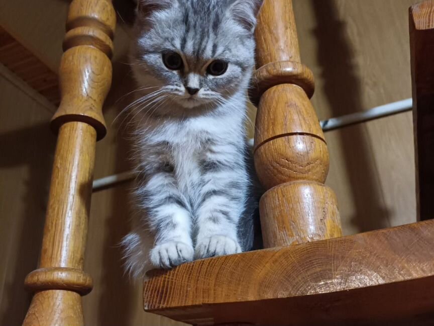 Котенок