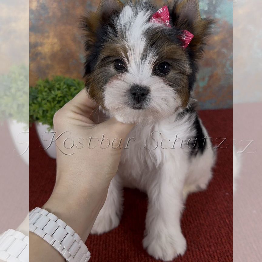 Бивер-йоркширский терьер, щенок