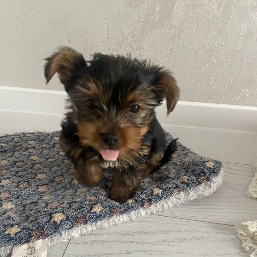 Йоркширский терьер