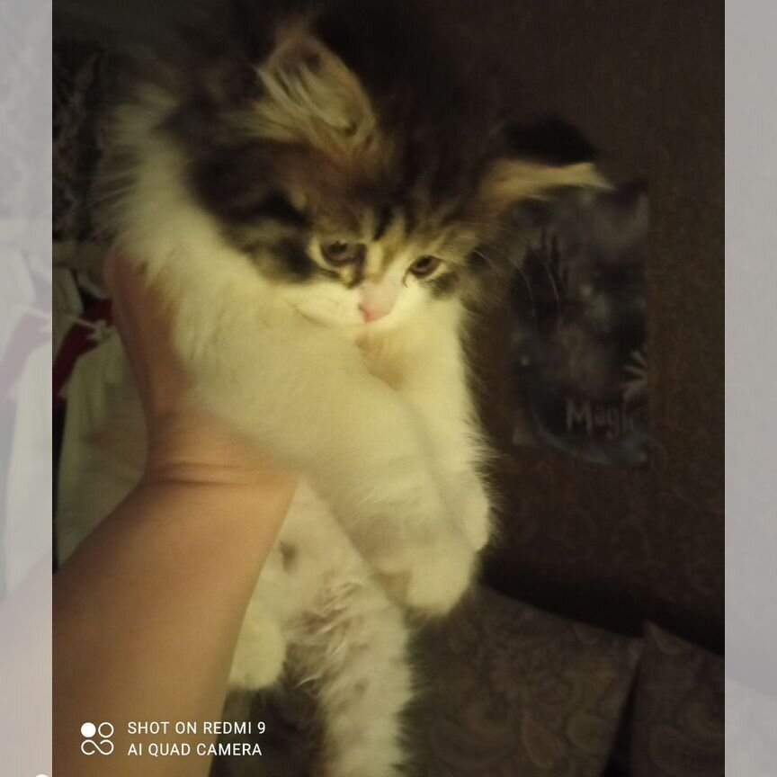 Котенок