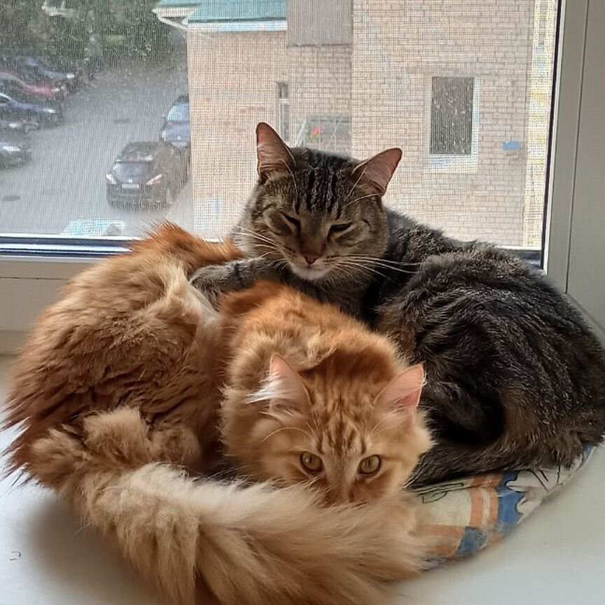 Отдам котов в добрые руки