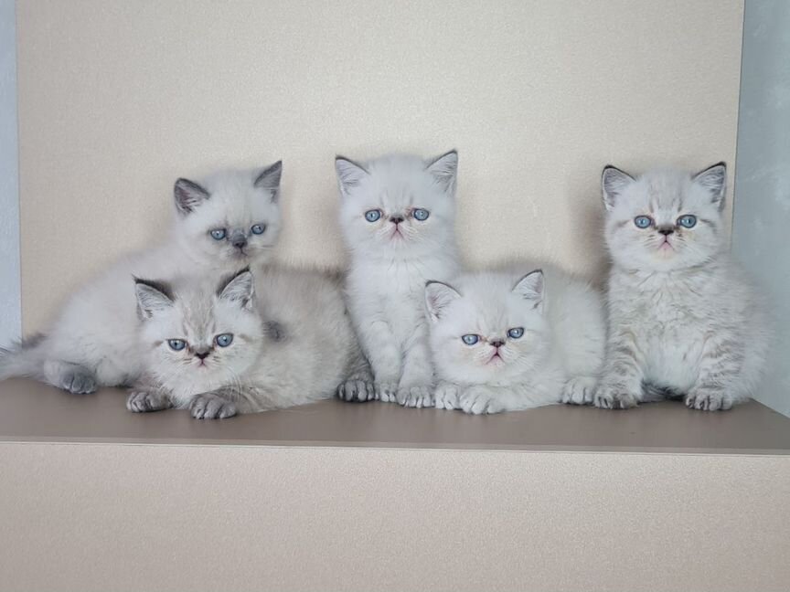 Котята Экзоты