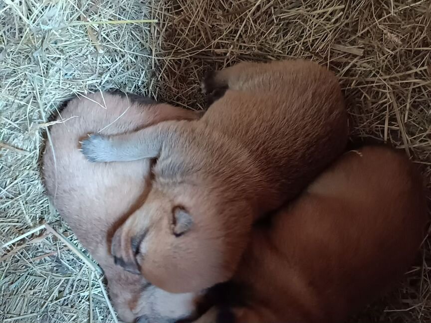 Щенки Карело-Финской лайки