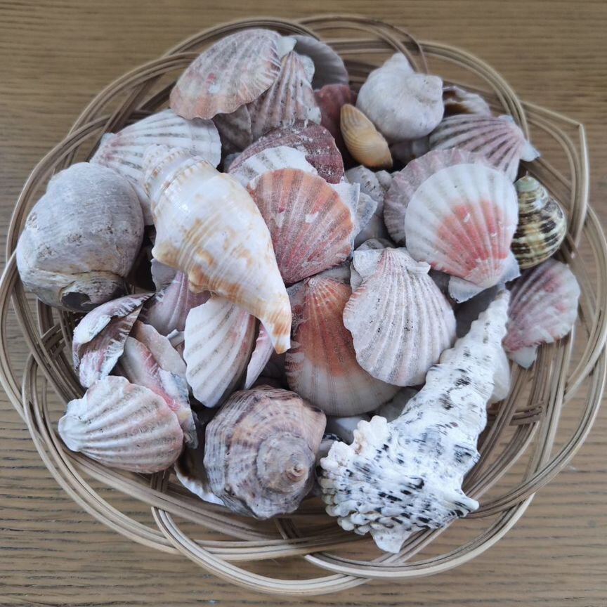 Ракушки для аквариума