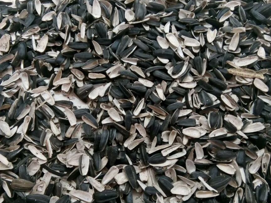 Продам лузгу