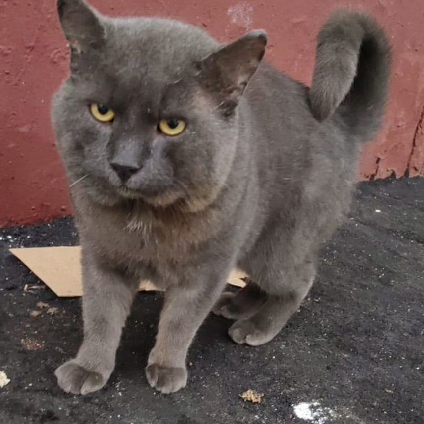 Взрослый кот в добрые руки