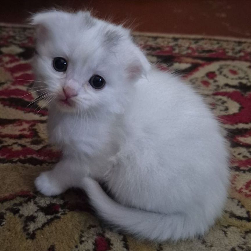 Шотландский вислоухий длинношёрстный котёнок
