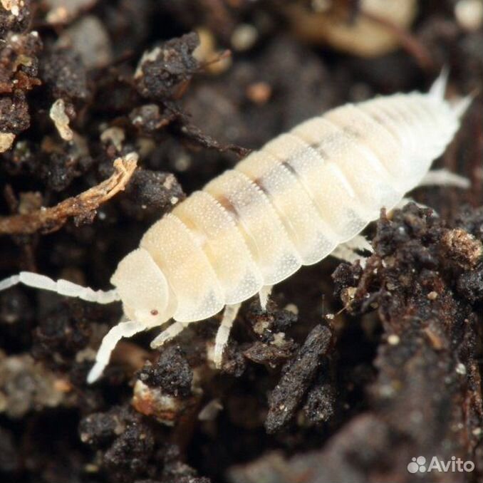Мокрица белая тропическая - Trichorhina Tomentosa