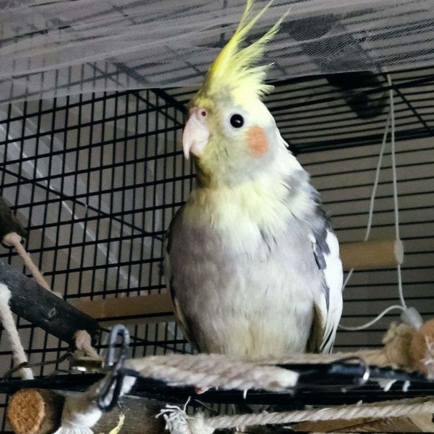 Попугаи корелла 2 особи