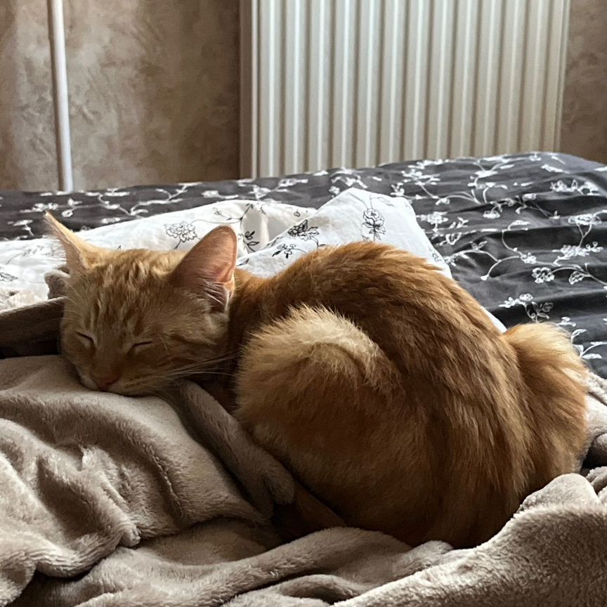 Рыжий котенок 5 мес девочка