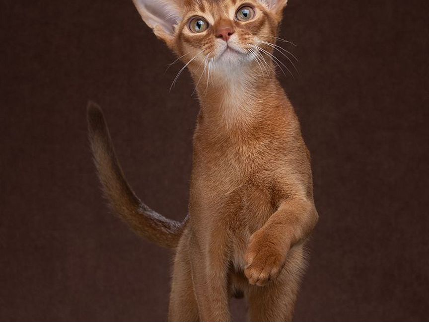 Абиссинский кот