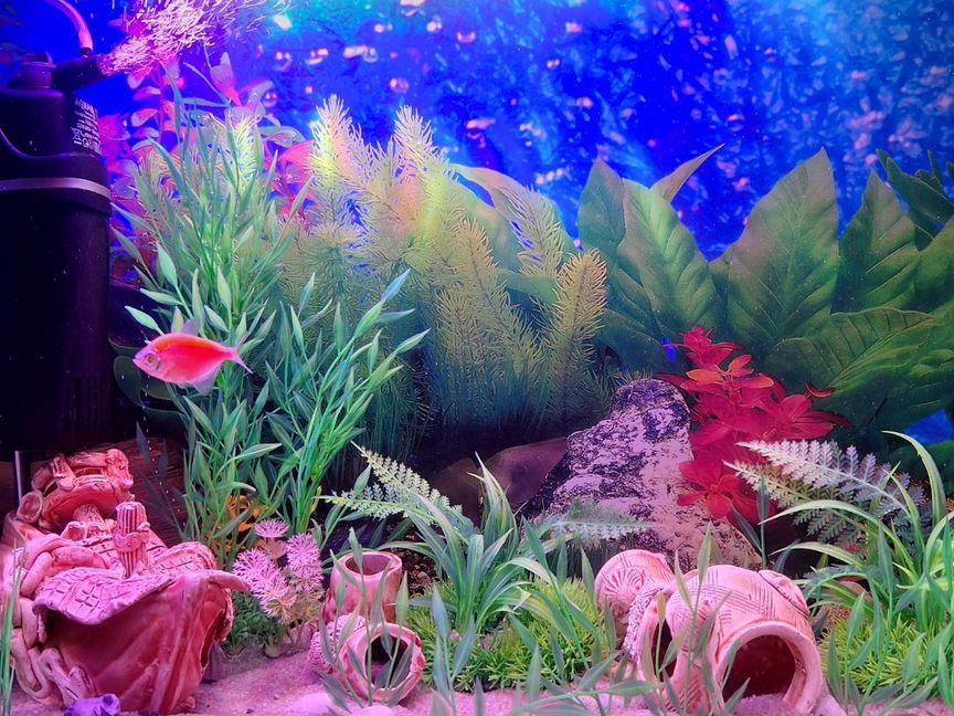 Аквариум с рыбками