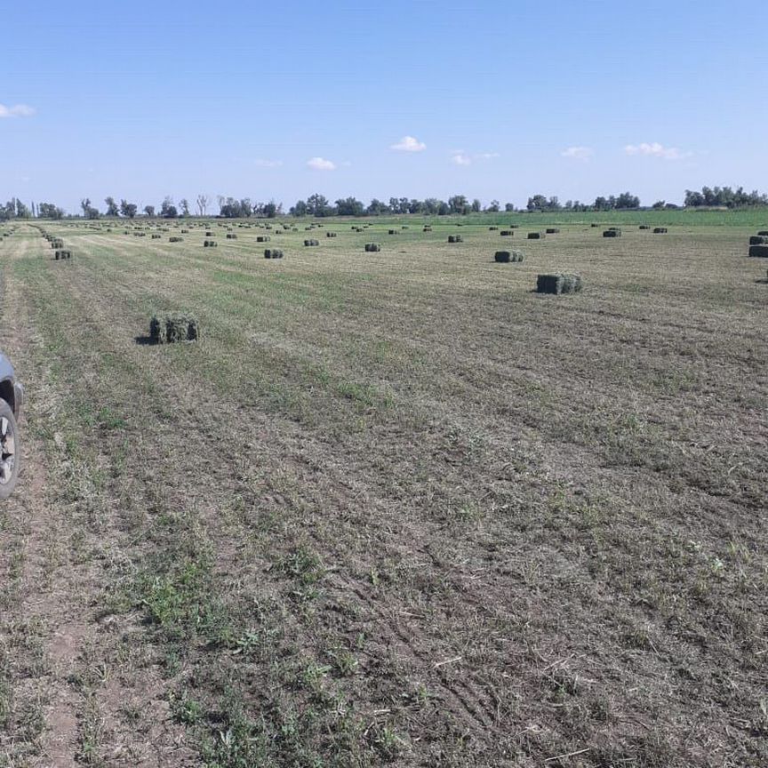 Сено Люцерна