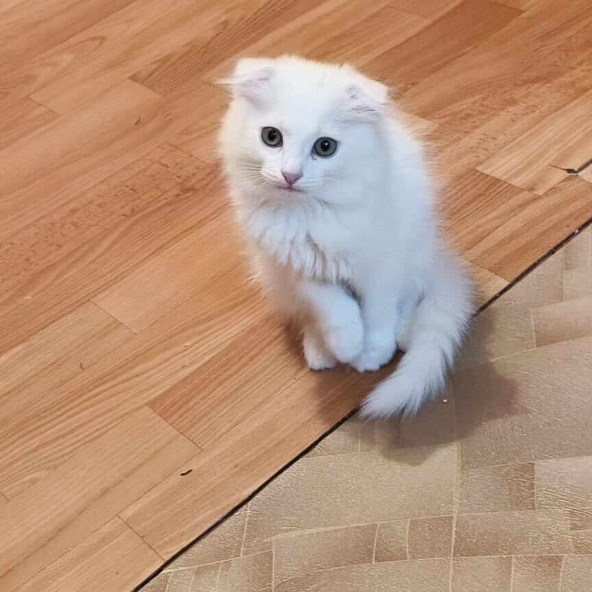Кошечка 2 месяца, в добрые руки