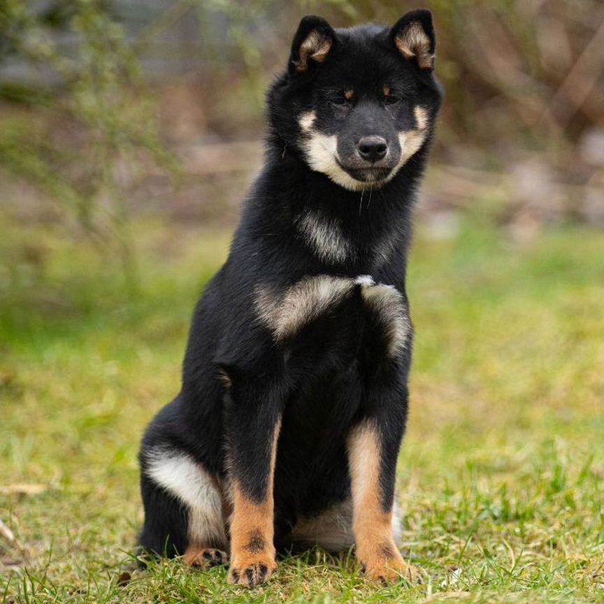 Сиба-ину, щенок