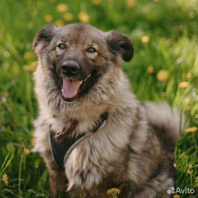Плюшевая Мишка ищет дом