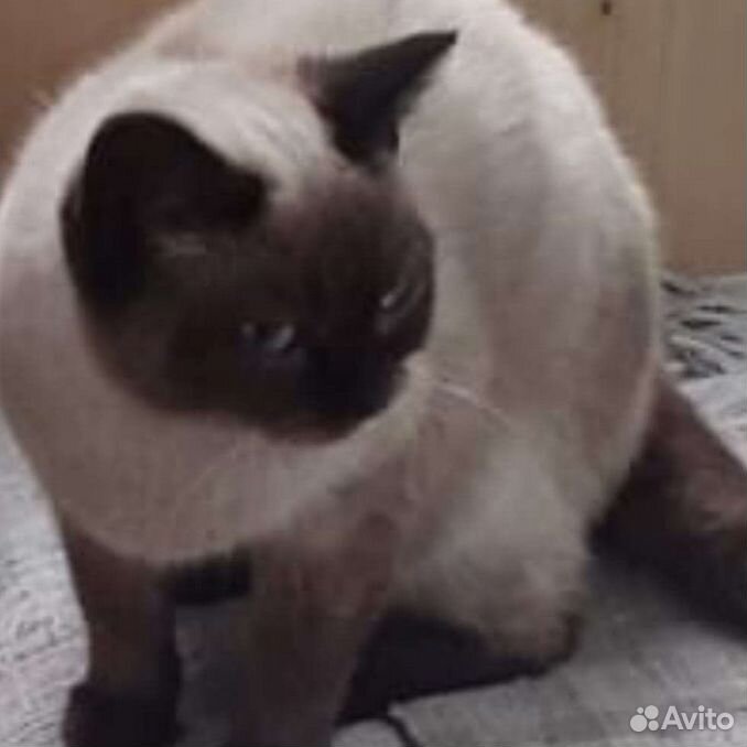 Тайская кошка ищет дом
