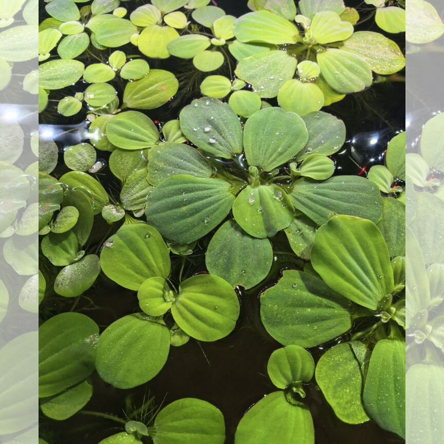 Пистия для аквариума