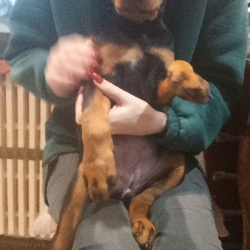 Ротвейлер, щенок