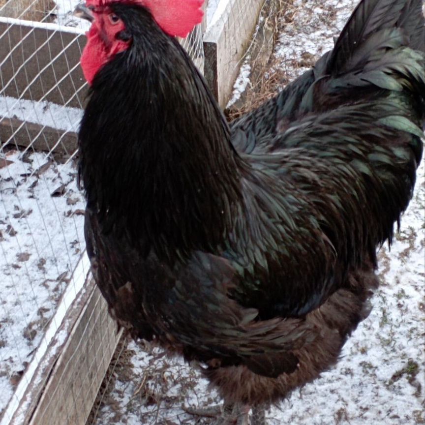 Семья джерсийский гигант, брама