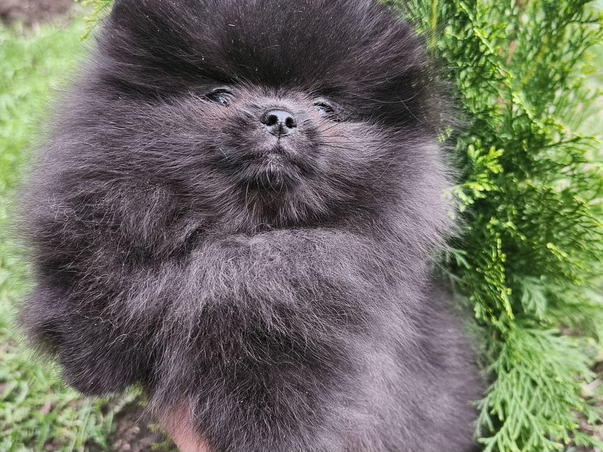 Померанский шпиц цветные малыши