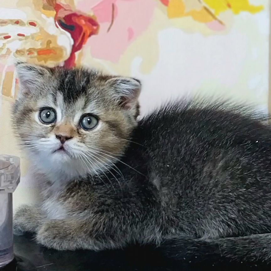 Шотландский вислоухий короткошёрстный котёнок