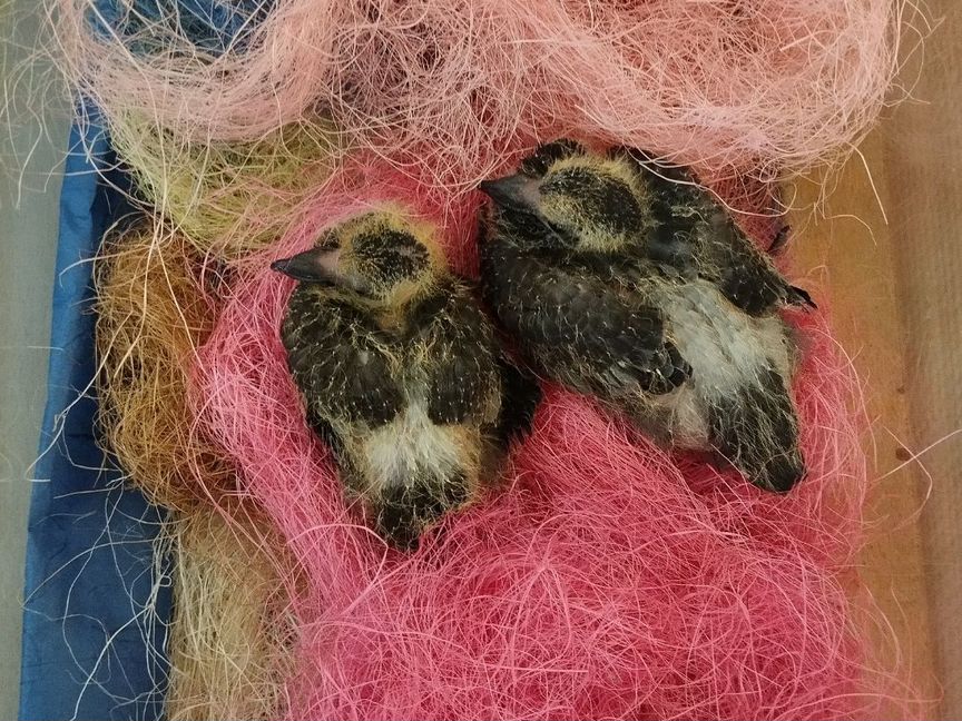 Отдам в добрые руки птенцов голубя