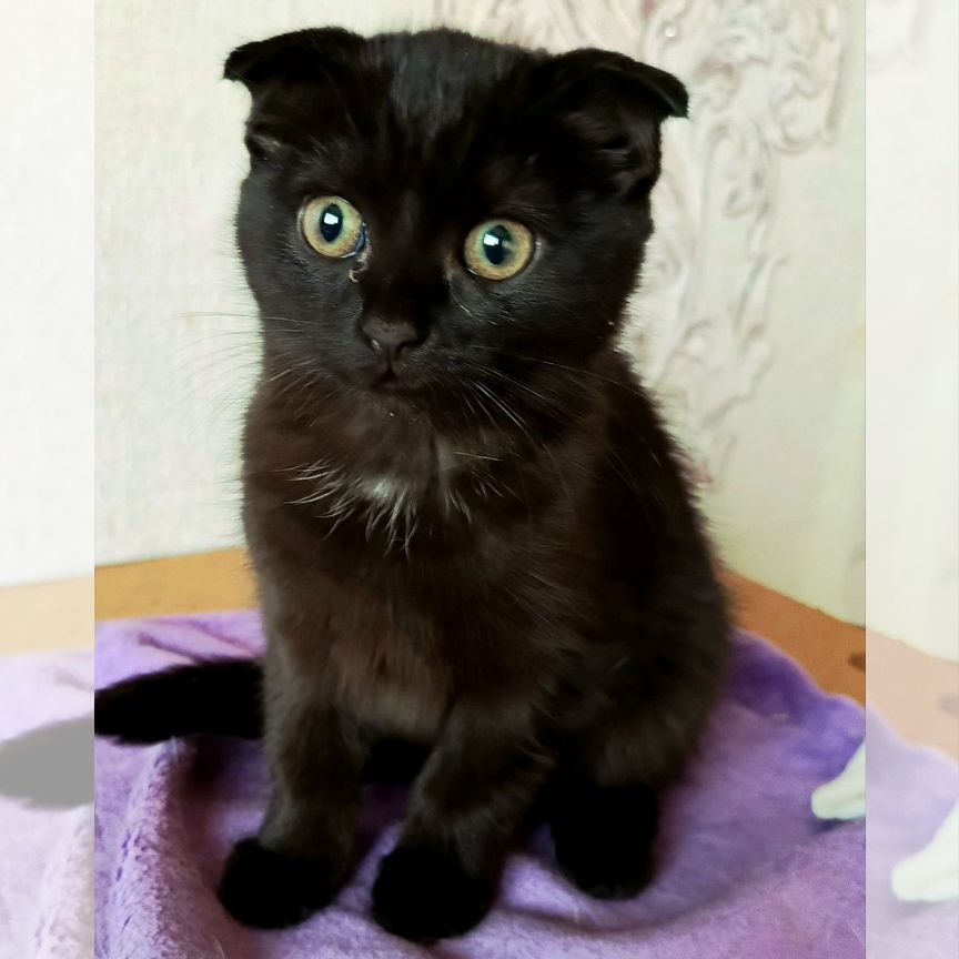 Шотландский вислоухий короткошёрстный котёнок