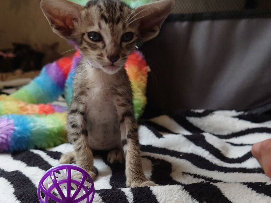 Ориентальные котята