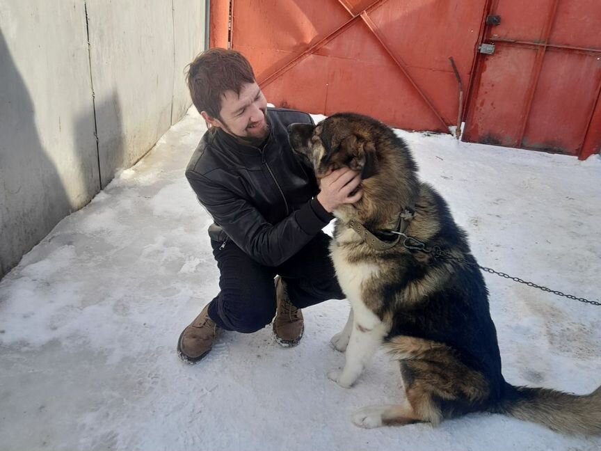 Собака в добрые руки