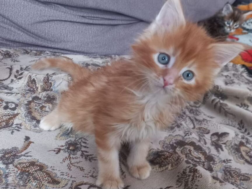 Котята мейн-кун