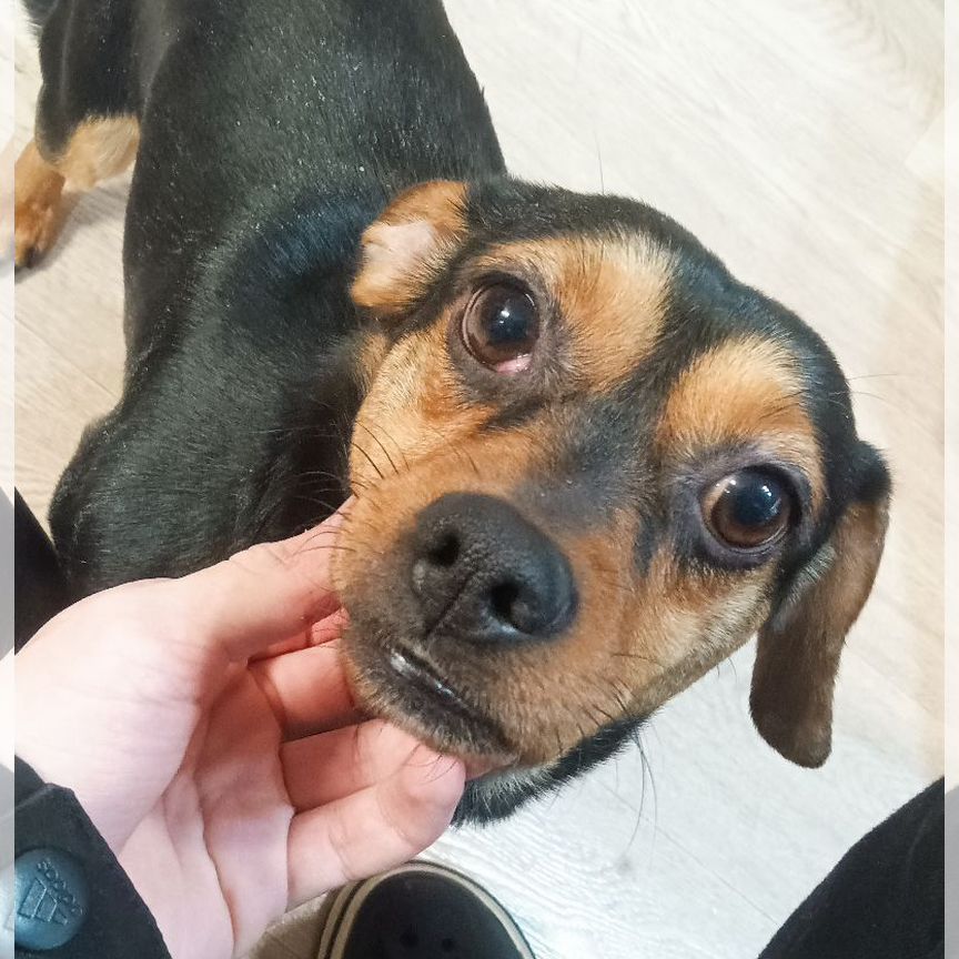 Такса, взрослый пёс