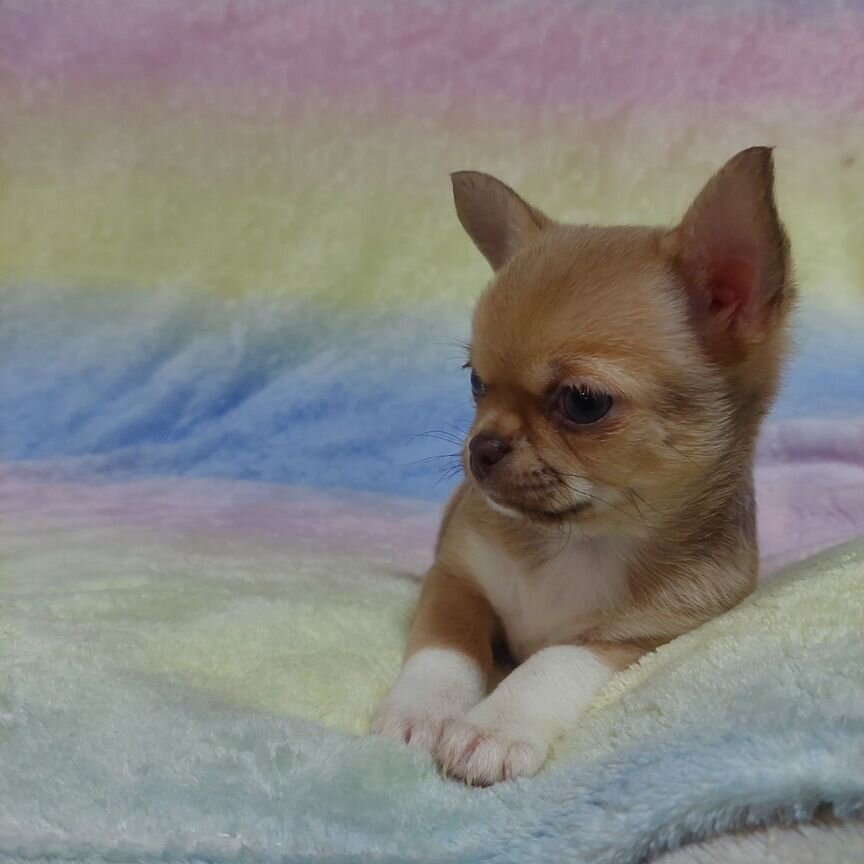 Шикарная чихуашечка