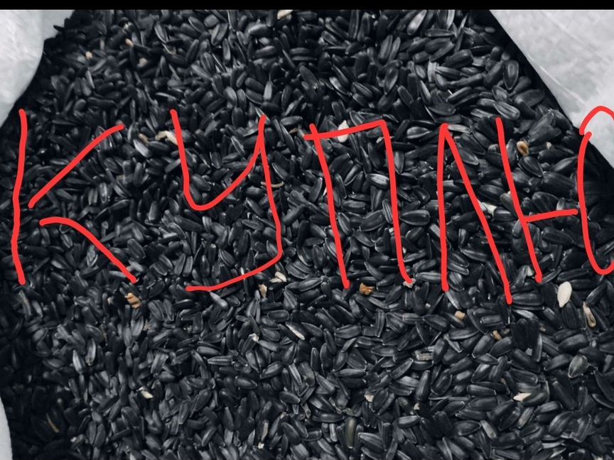 Семечки подсолнечника