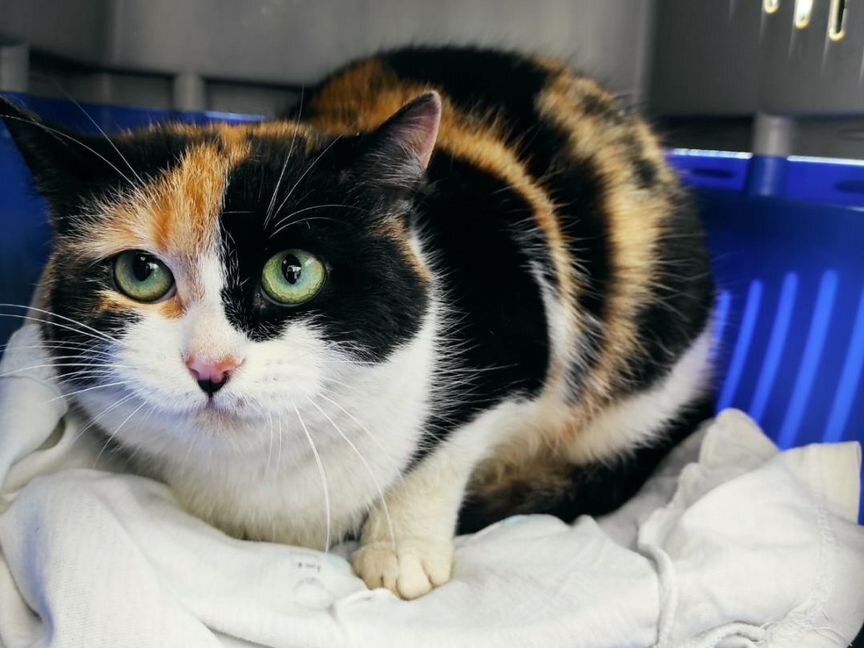 Котенок 6 месяцев
