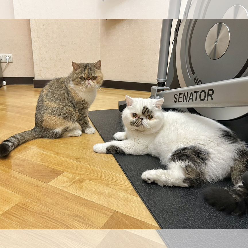 Экзотический короткошёрстный кот, взрослый