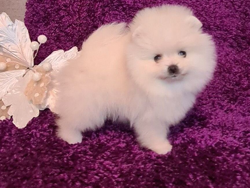 Померанский шпиц Айс-крем