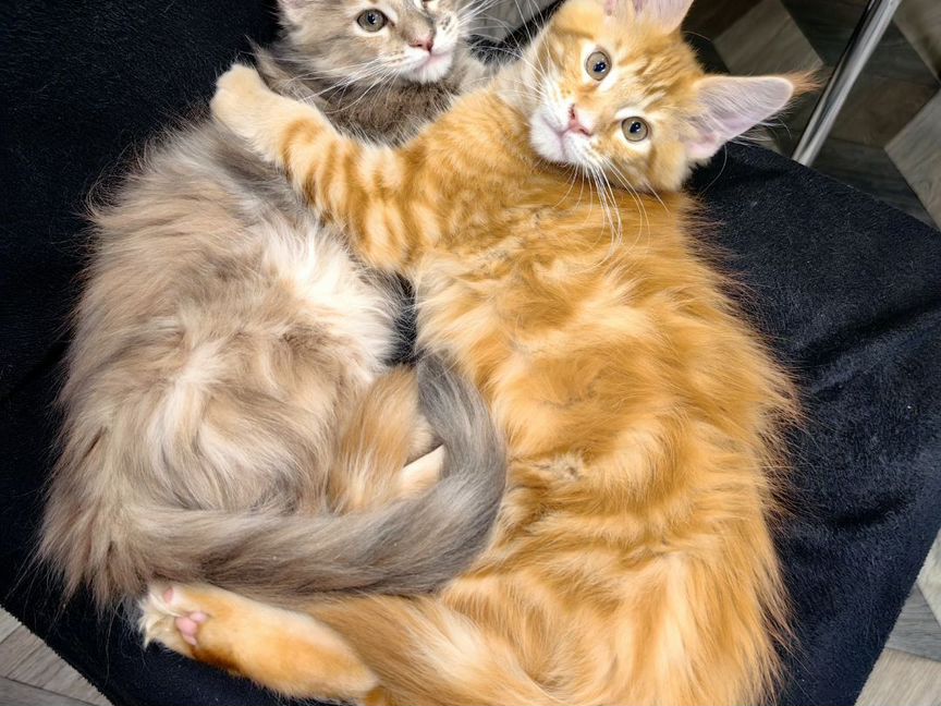 Котята мейн-кун