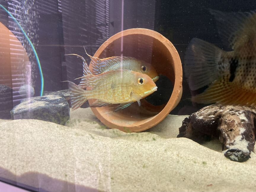 Геофагус красноголовый (Geophagus sp. Tapajos)