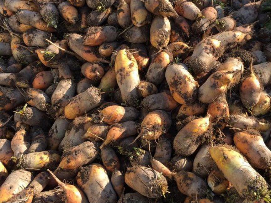 Кормовая свекла