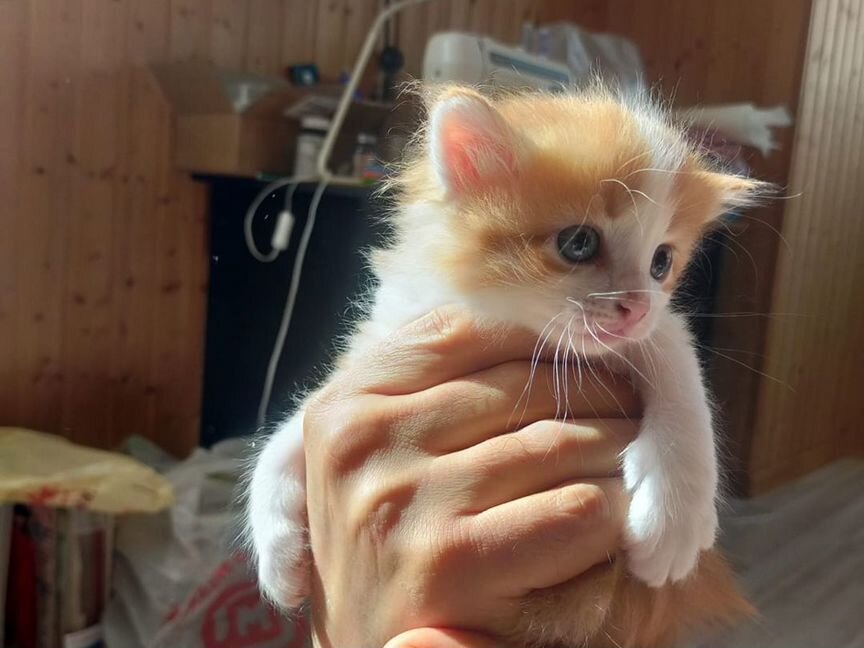 Котята