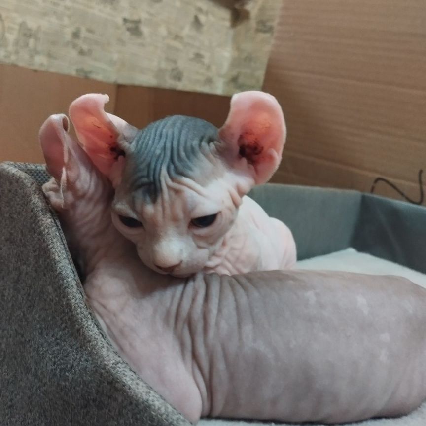 Канадский сфинкс котёнок