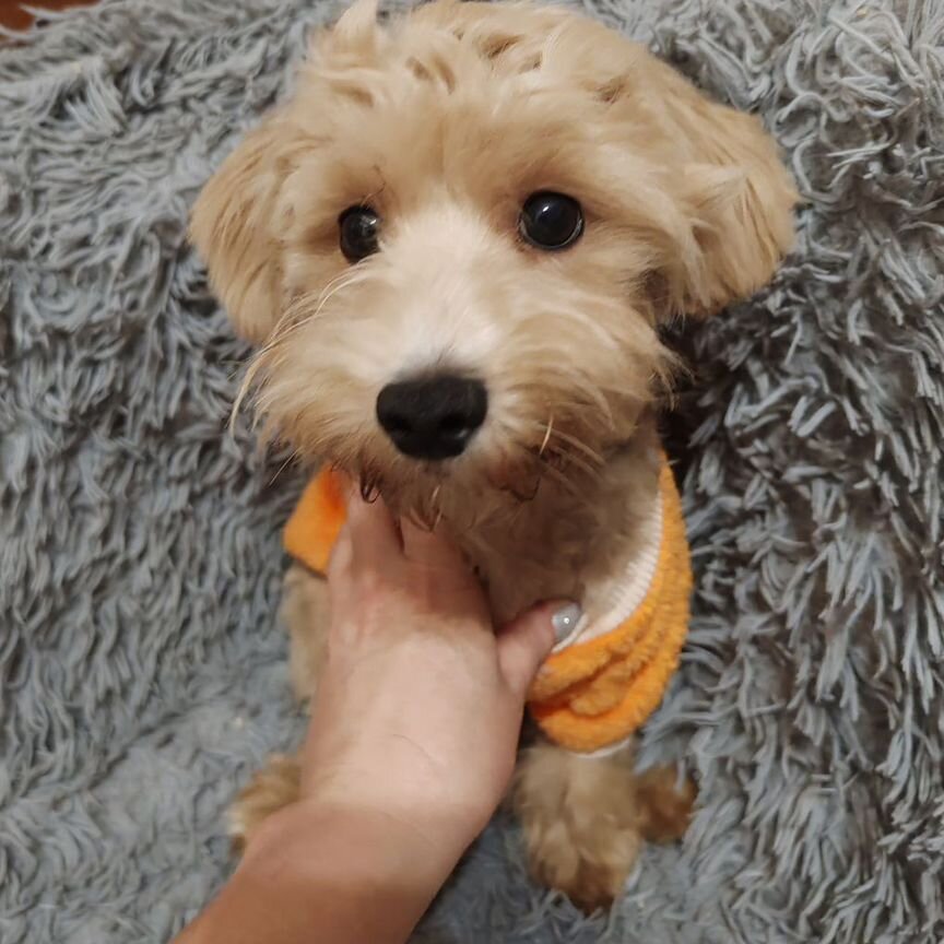 Мини мальтипу