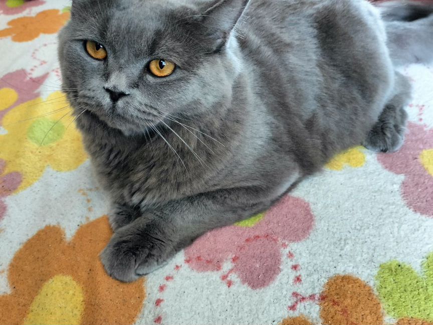 Продам кота