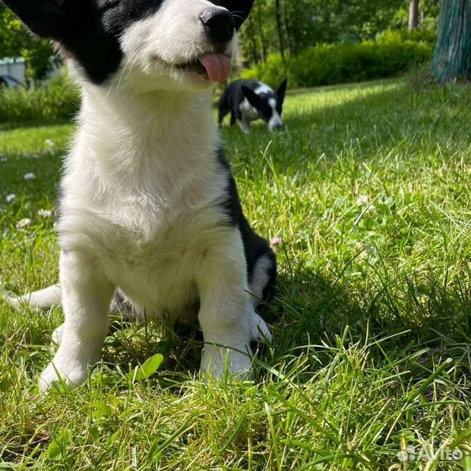 Симпотяжки коржата