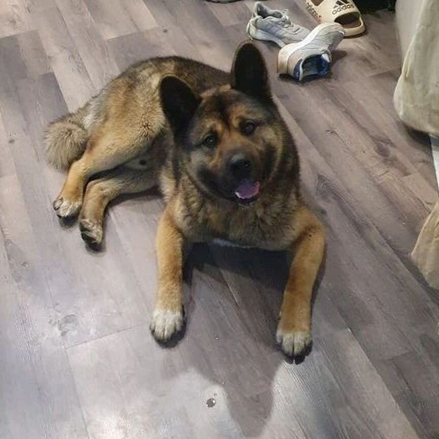 Американская акита, щенок